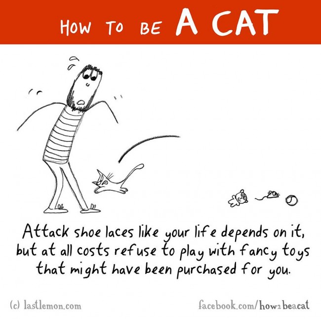 How To Be A Cat For Dummies » Design You Trust — Design Daily Since 2007