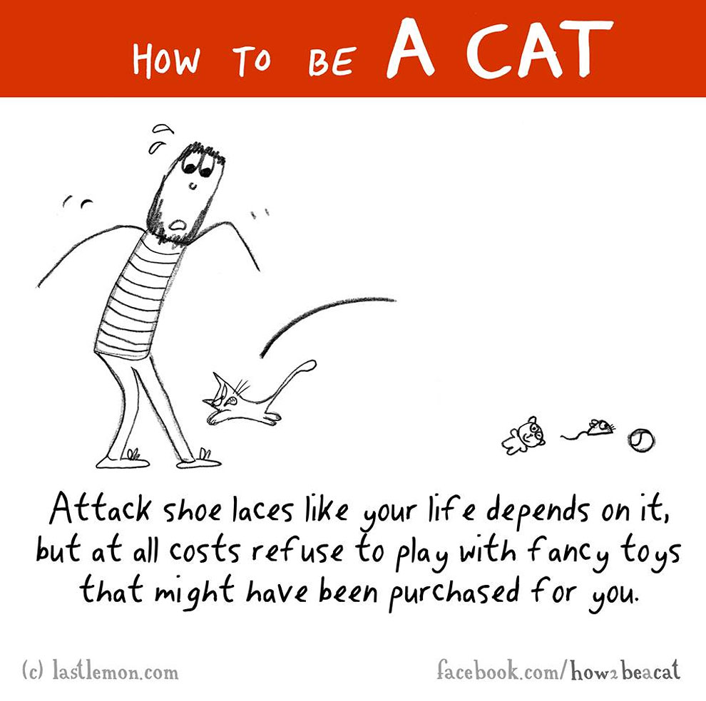 How To Be A Cat For Dummies » Design You Trust — Design Daily Since 2007
