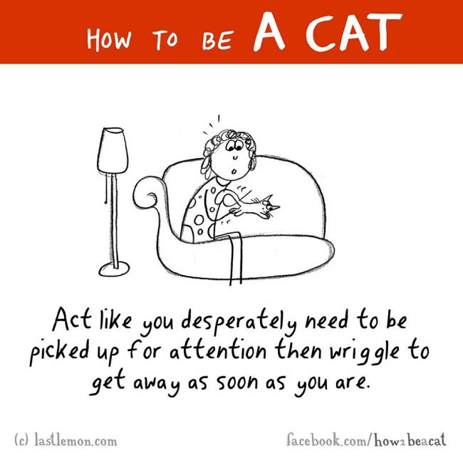 How To Be A Cat For Dummies » Design You Trust — Design Daily Since 2007