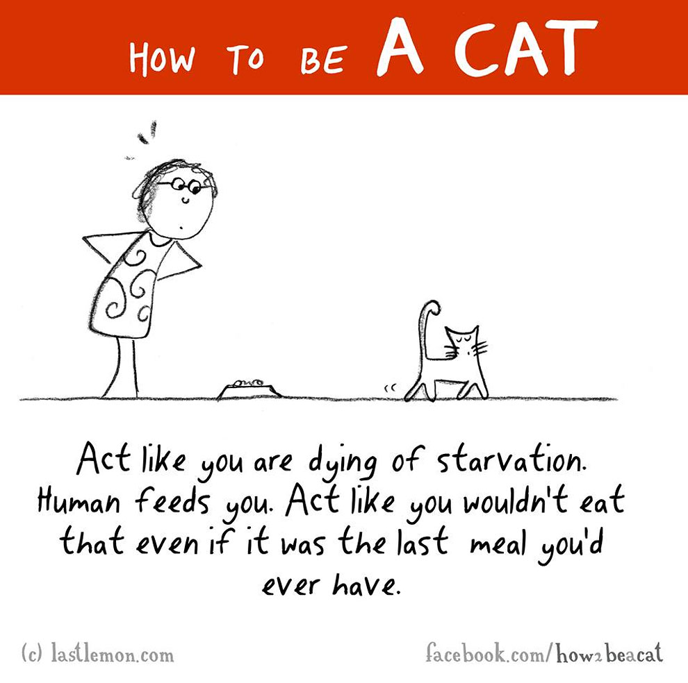 How To Be A Cat For Dummies » Design You Trust — Design Daily Since 2007