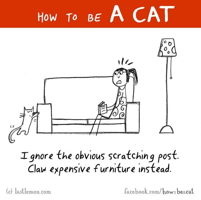 How To Be A Cat For Dummies » Design You Trust — Design Daily Since 2007
