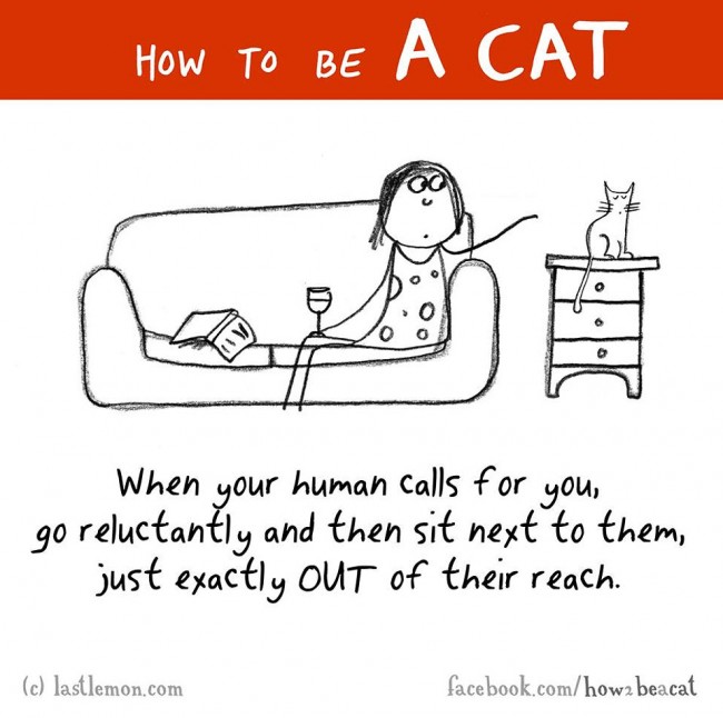 How To Be A Cat For Dummies » Design You Trust — Design Daily Since 2007