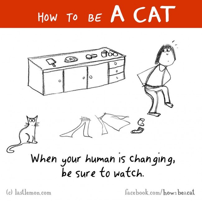 How To Be A Cat For Dummies » Design You Trust — Design Daily Since 2007