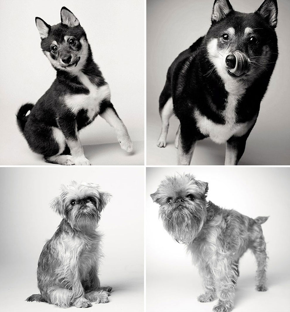 Heartbreaking Pics Of Aging Dogs Show Them Grow From Puppyhood To Old ...