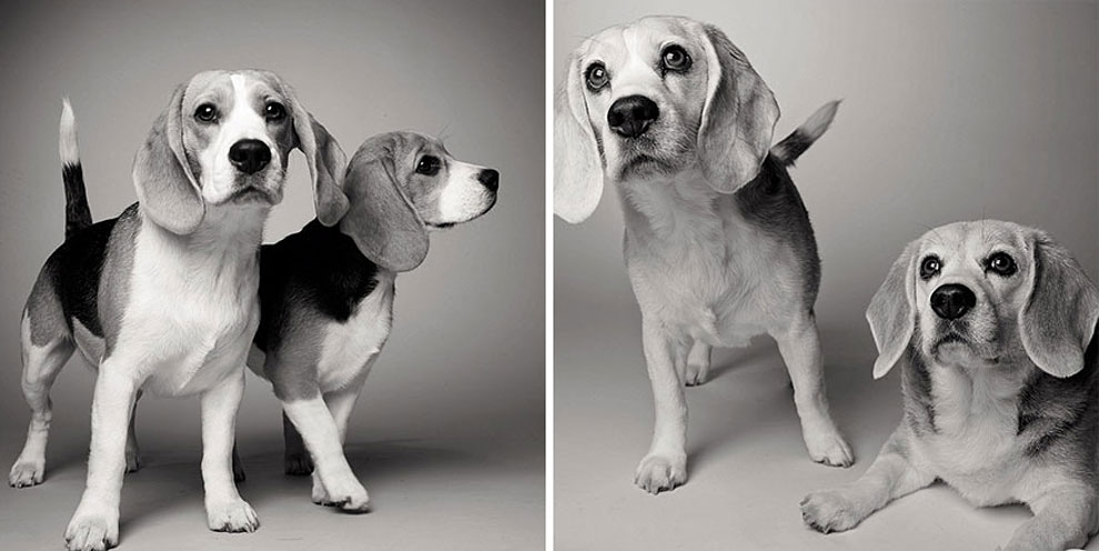 Heartbreaking Pics Of Aging Dogs Show Them Grow From Puppyhood To Old ...