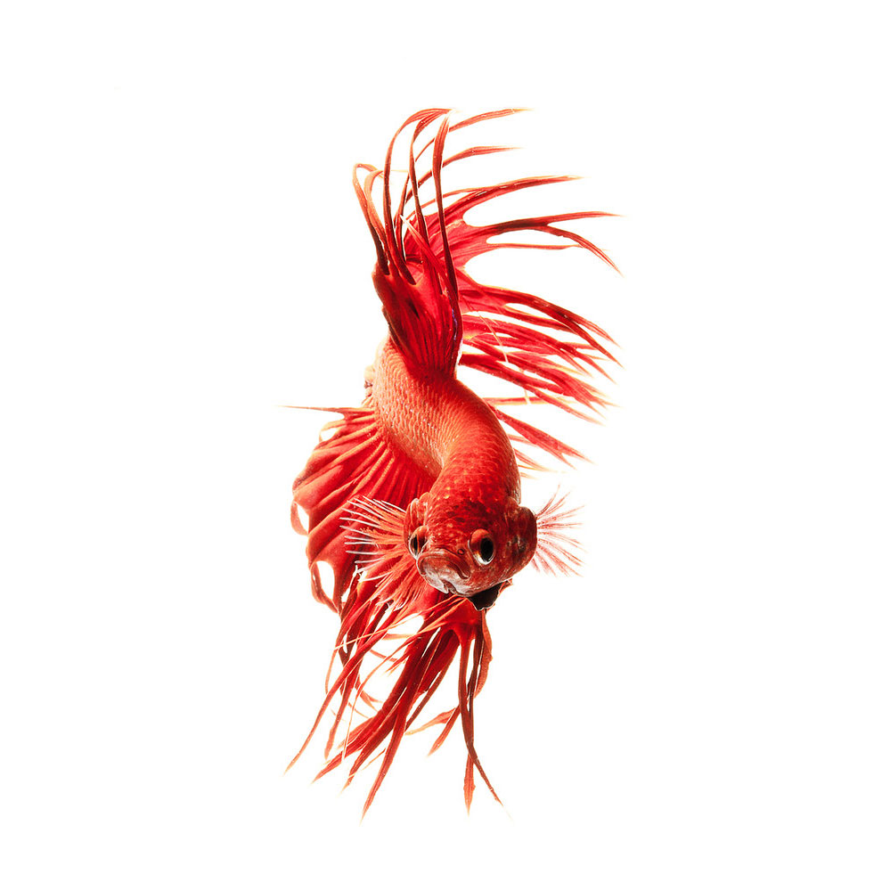 Hypnotizing Portraits Of Siamese Fighting Fish By Visarute ...