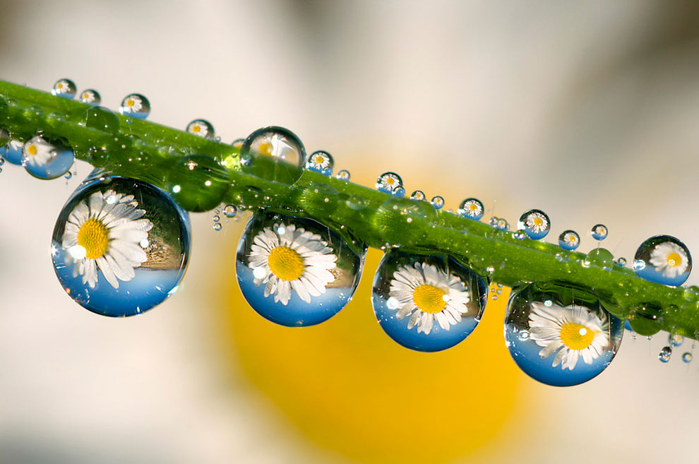 Photographer Took Stunning Macro Pictures Of Beautiful Dew Drops ...