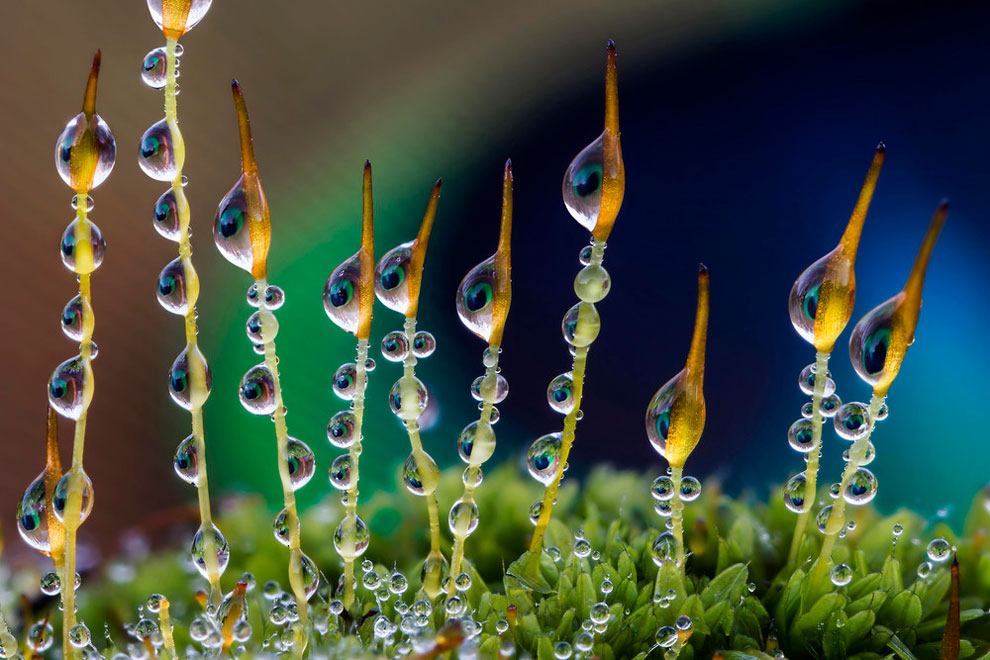 Photographer Took Stunning Macro Pictures Of Beautiful Dew Drops ...