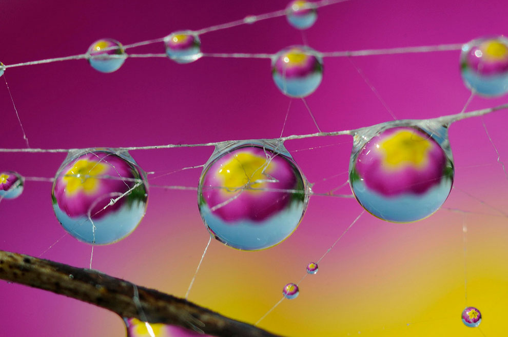 Photographer Took Stunning Macro Pictures Of Beautiful Dew Drops ...