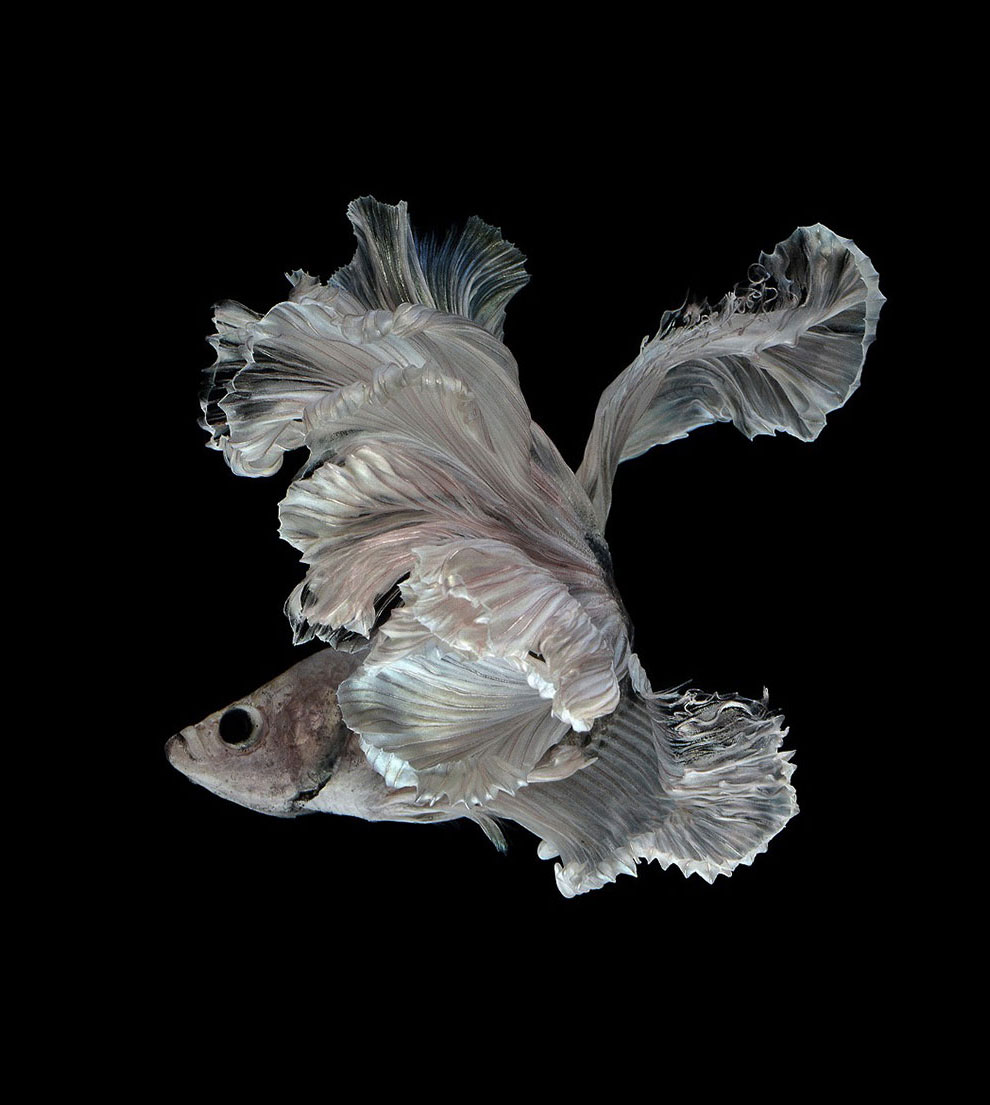 Hypnotizing Portraits Of Siamese Fighting Fish By Visarute ...