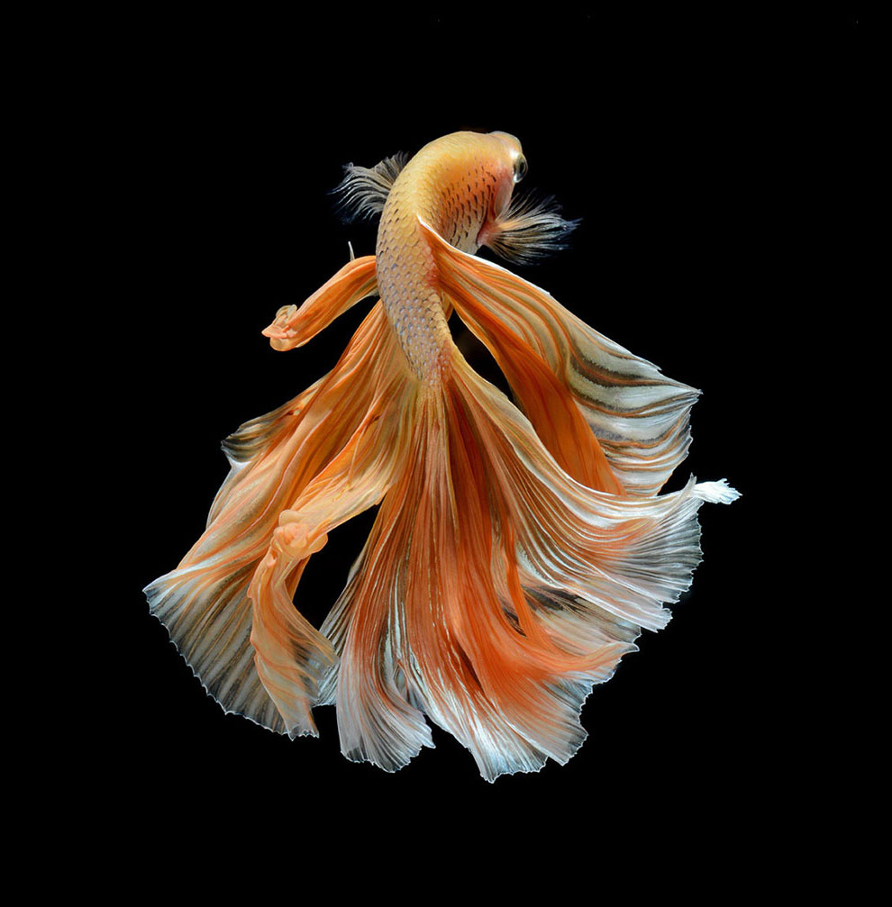 Hypnotizing Portraits Of Siamese Fighting Fish By Visarute ...