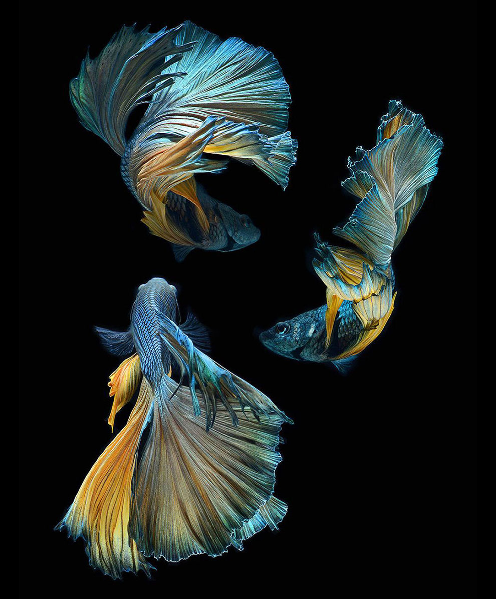 Hypnotizing Portraits Of Siamese Fighting Fish By Visarute ...