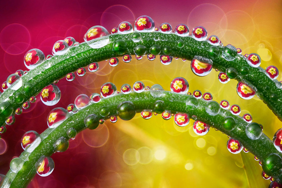 Photographer Took Stunning Macro Pictures Of Beautiful Dew Drops ...