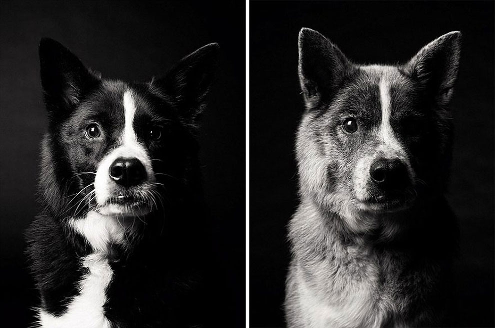 Heartbreaking Pics Of Aging Dogs Show Them Grow From Puppyhood To Old ...