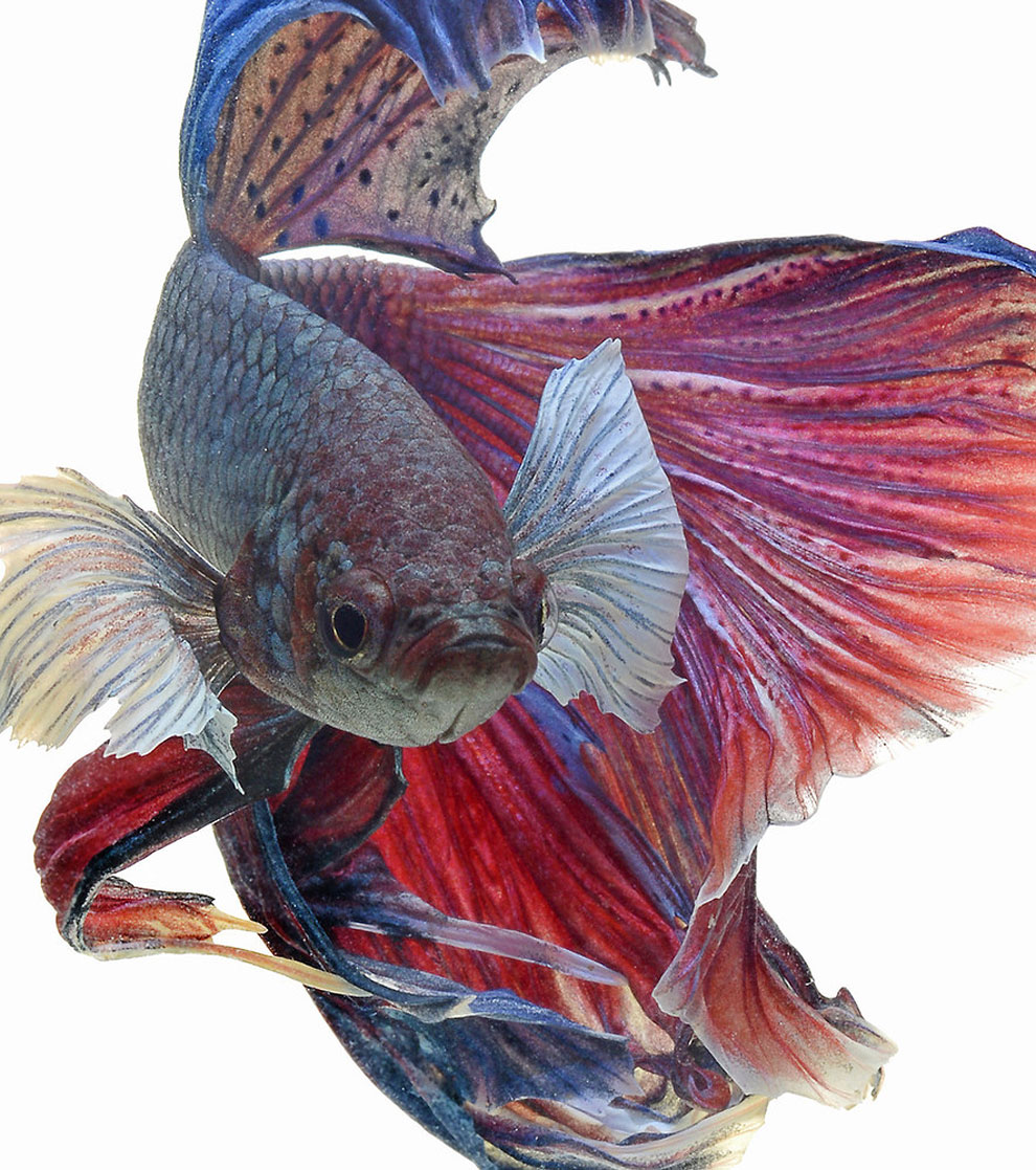Hypnotizing Portraits Of Siamese Fighting Fish By Visarute ...