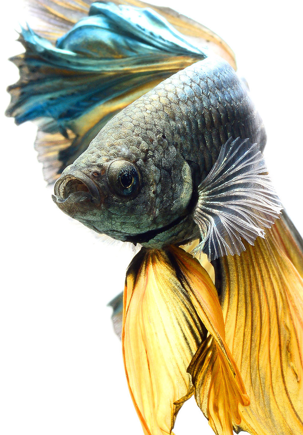 Hypnotizing Portraits Of Siamese Fighting Fish By Visarute ...