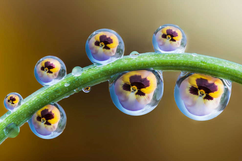 Photographer Took Stunning Macro Pictures Of Beautiful Dew Drops ...