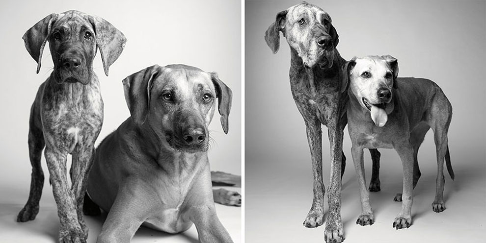 Heartbreaking Pics Of Aging Dogs Show Them Grow From Puppyhood To Old ...