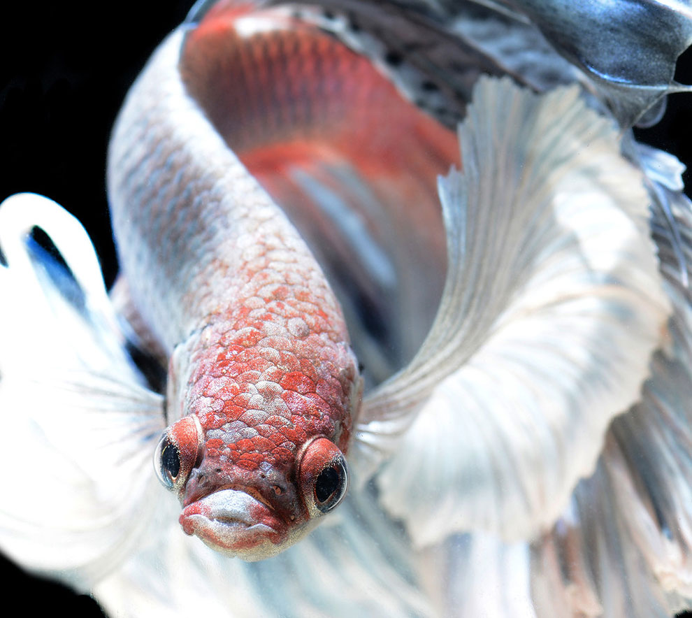 Hypnotizing Portraits Of Siamese Fighting Fish By Visarute ...