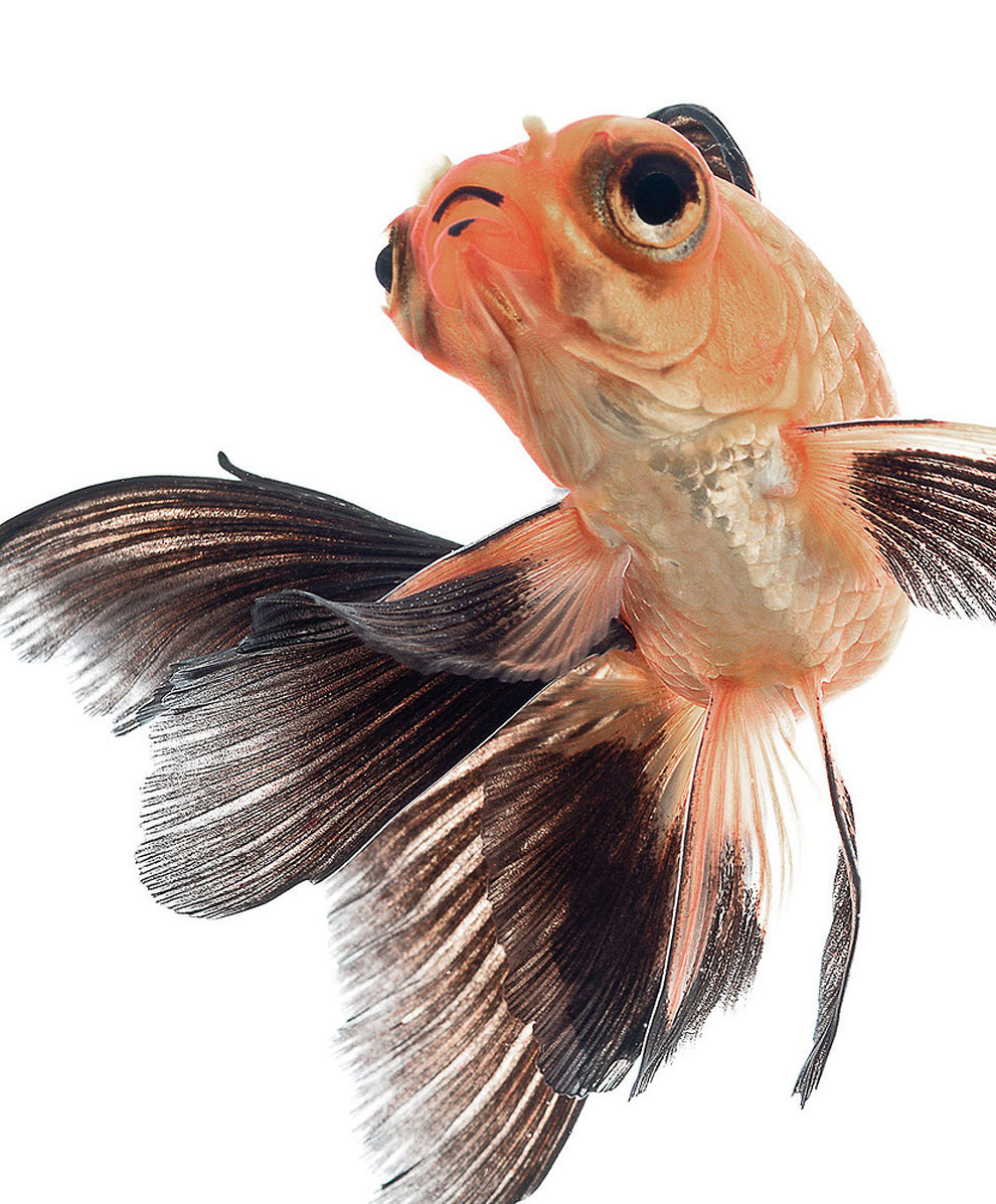 Hypnotizing Portraits Of Siamese Fighting Fish By Visarute ...