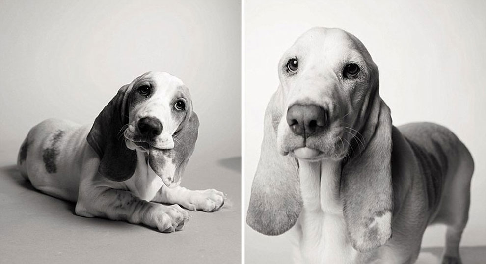 Heartbreaking Pics Of Aging Dogs Show Them Grow From Puppyhood To Old ...