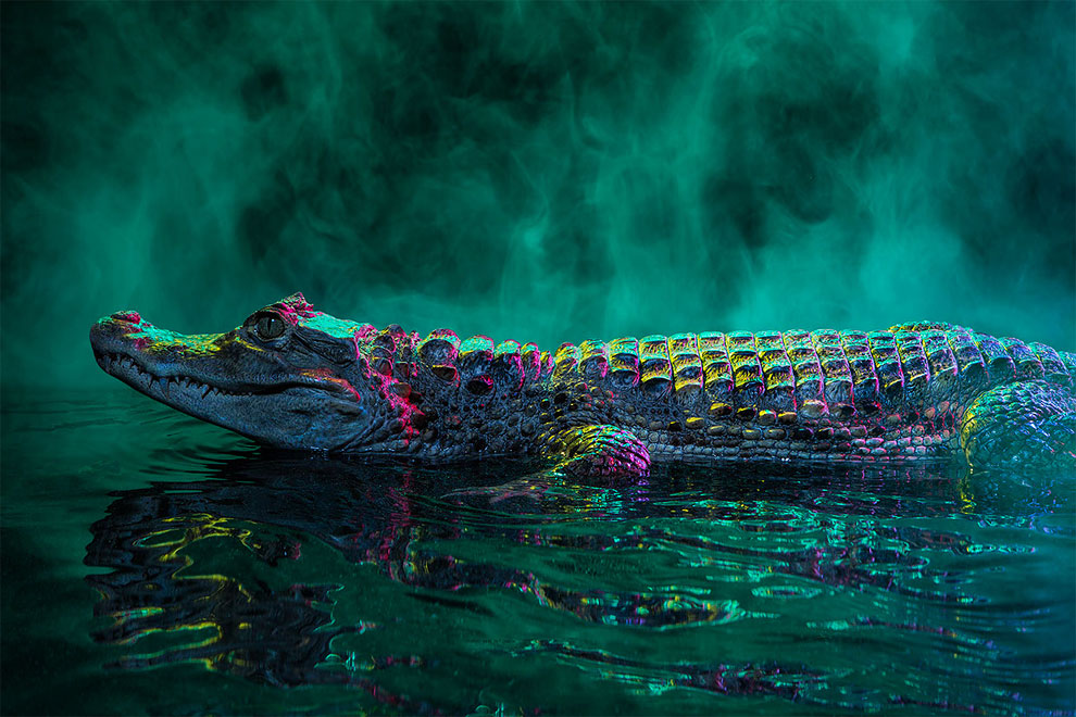 Absolutely Stunning Crocodile Photos, 65 Million Years In The Making ...
