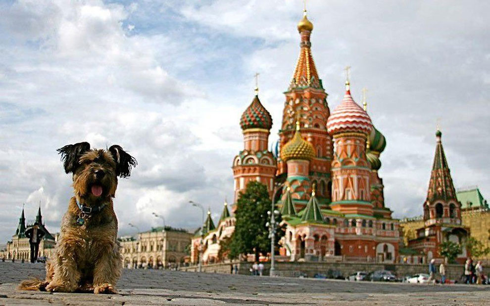 Oscar ‘The Traveller Dog’ Visits Most Famous Landmarks » Design You ...