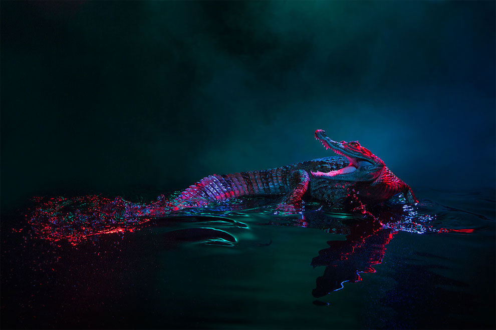 Absolutely Stunning Crocodile Photos, 65 Million Years In The Making ...
