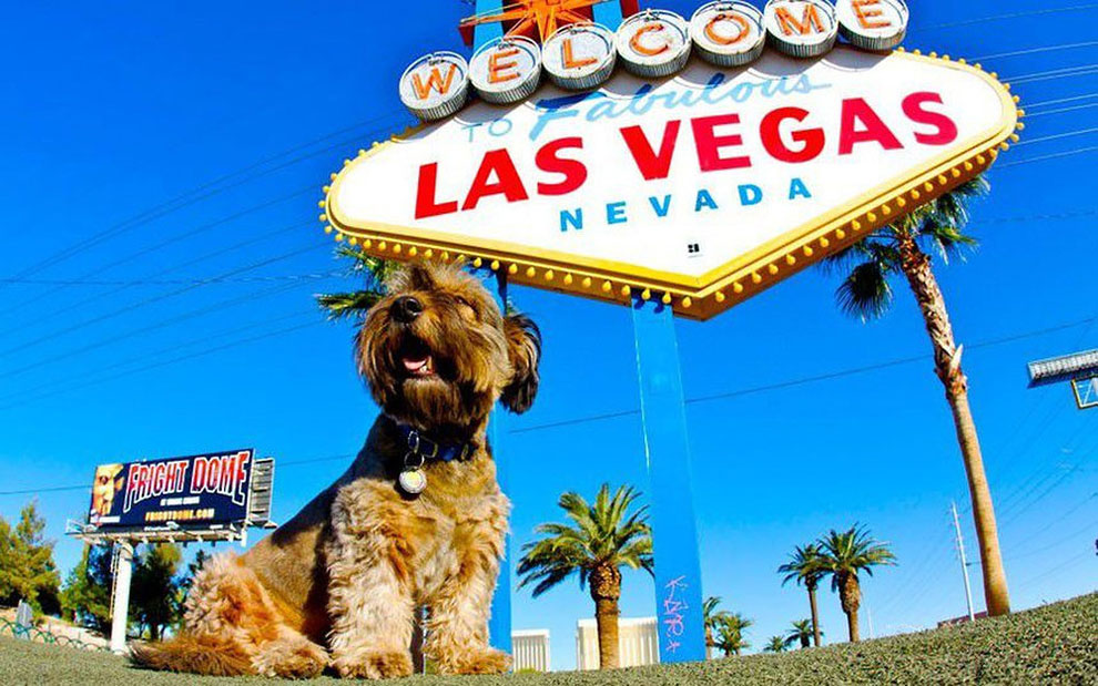 Oscar ‘The Traveller Dog’ Visits Most Famous Landmarks » Design You ...