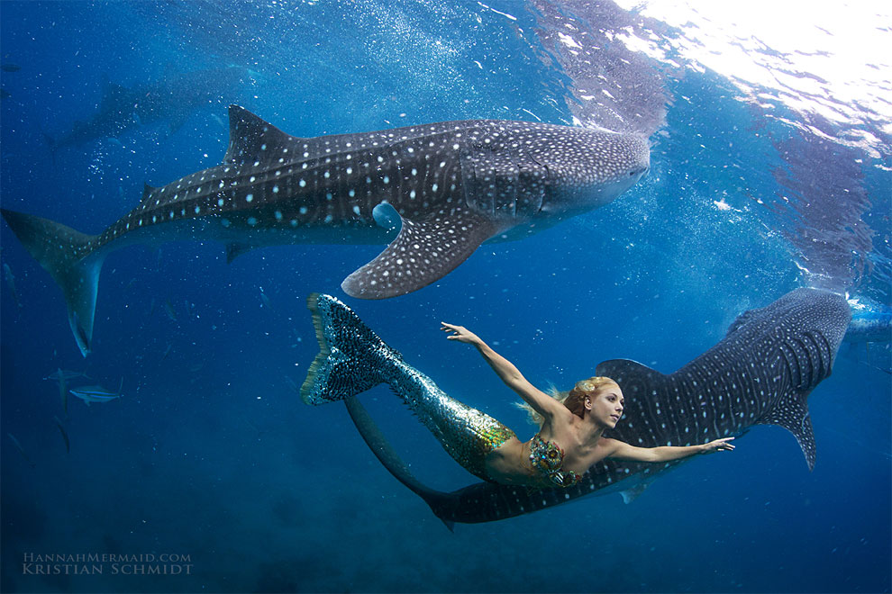 A Real-Life Mermaid Who Swims With Sharks Using Her Fish Tail And Holds ...