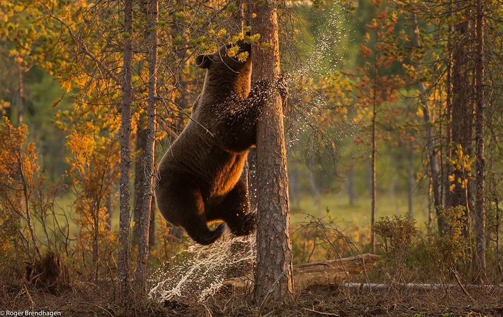 Beautiful Nordic Nature Through The Lens Of Photographer Roger ...