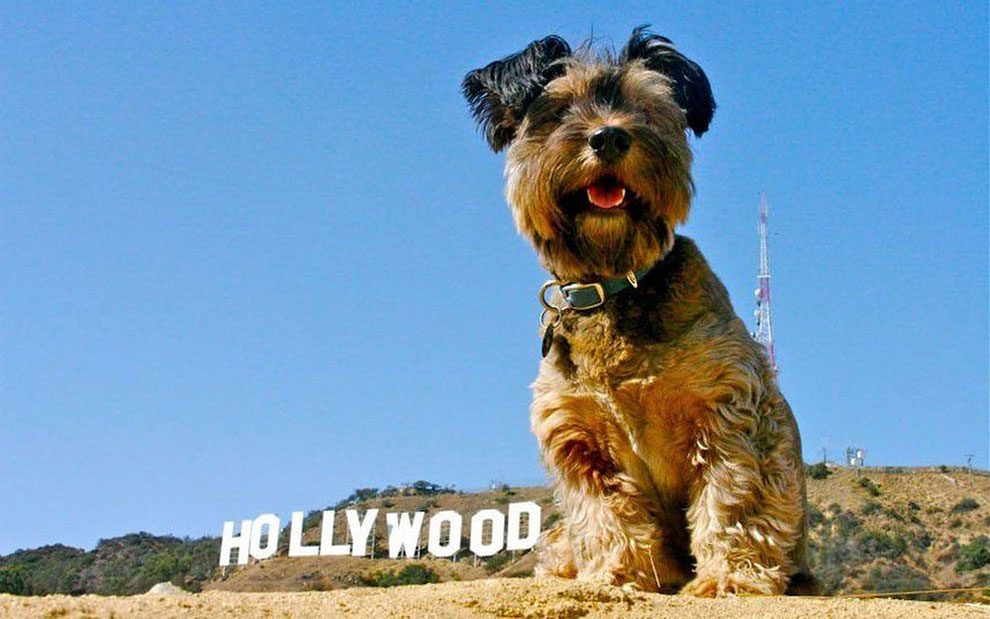 Oscar ‘The Traveller Dog’ Visits Most Famous Landmarks » Design You ...