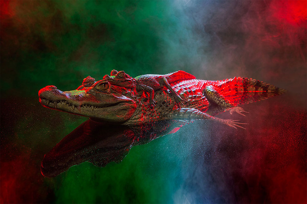Absolutely Stunning Crocodile Photos, 65 Million Years In The Making ...
