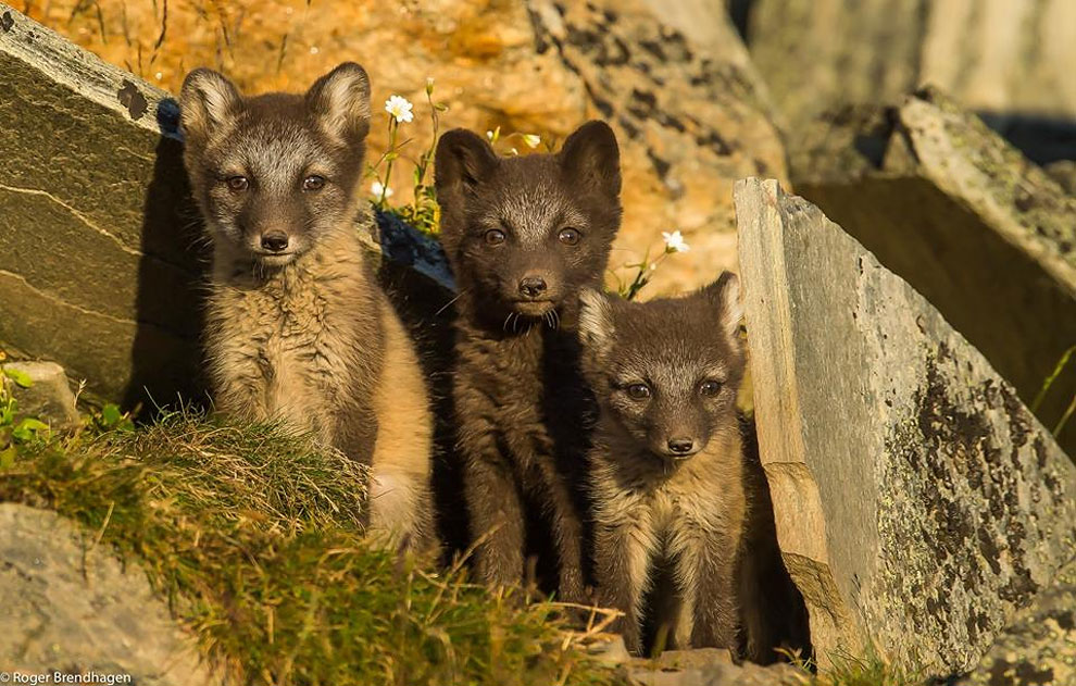 Beautiful Nordic Nature Through The Lens Of Photographer Roger ...