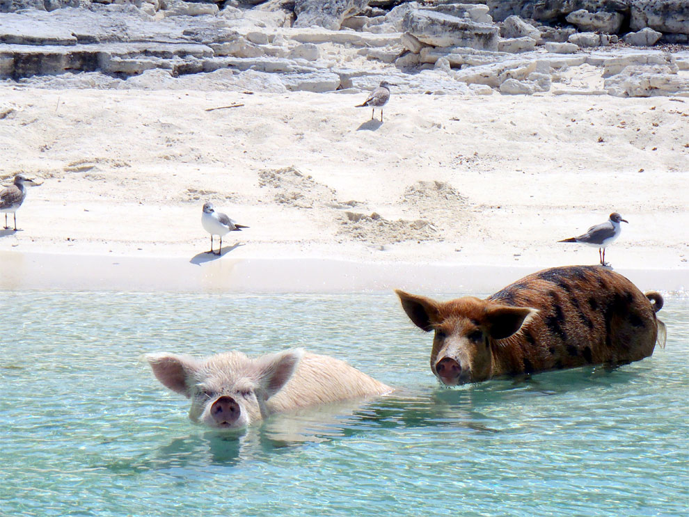 Meet Cute Friendly Swimming Pigs In Bahamas » Design You Trust — Design ...