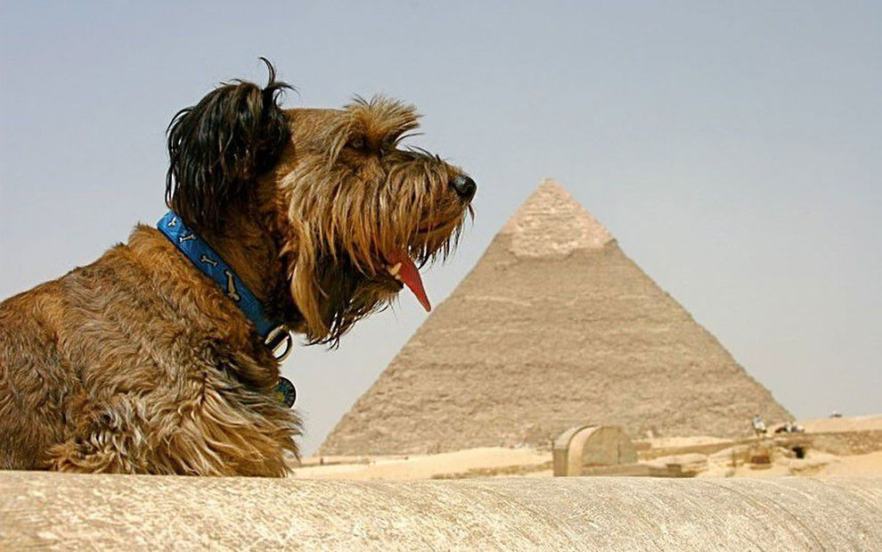 Oscar ‘The Traveller Dog’ Visits Most Famous Landmarks » Design You ...