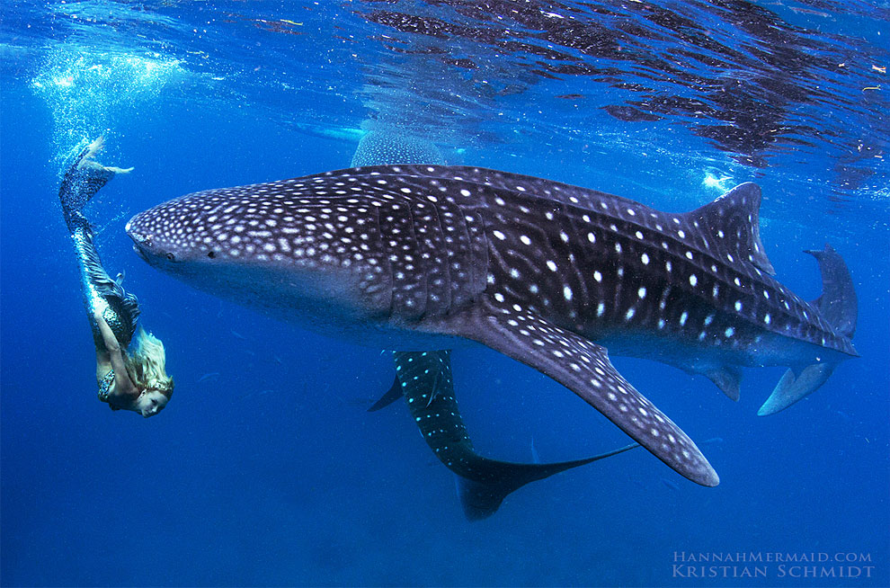 A Real-Life Mermaid Who Swims With Sharks Using Her Fish Tail And Holds ...