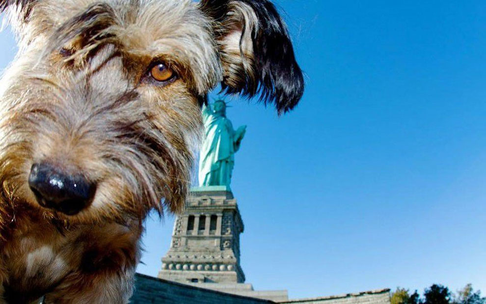Oscar ‘The Traveller Dog’ Visits Most Famous Landmarks » Design You ...