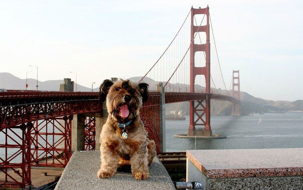 Oscar ‘The Traveller Dog’ Visits Most Famous Landmarks » Design You ...
