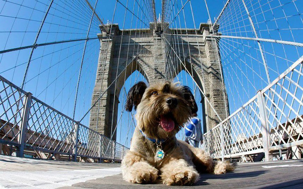 Oscar ‘The Traveller Dog’ Visits Most Famous Landmarks » Design You ...