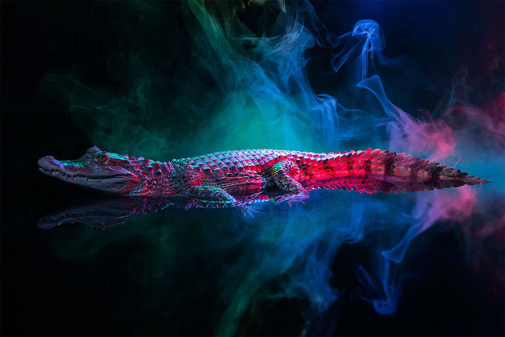 Absolutely Stunning Crocodile Photos, 65 Million Years In The Making ...