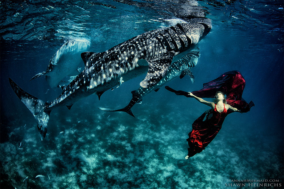 A Real-Life Mermaid Who Swims With Sharks Using Her Fish Tail And Holds ...