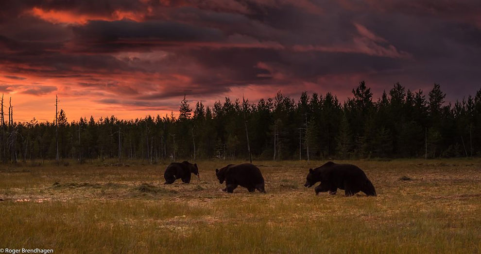 Beautiful Nordic Nature Through The Lens Of Photographer Roger ...