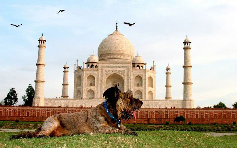 Oscar ‘The Traveller Dog’ Visits Most Famous Landmarks » Design You ...