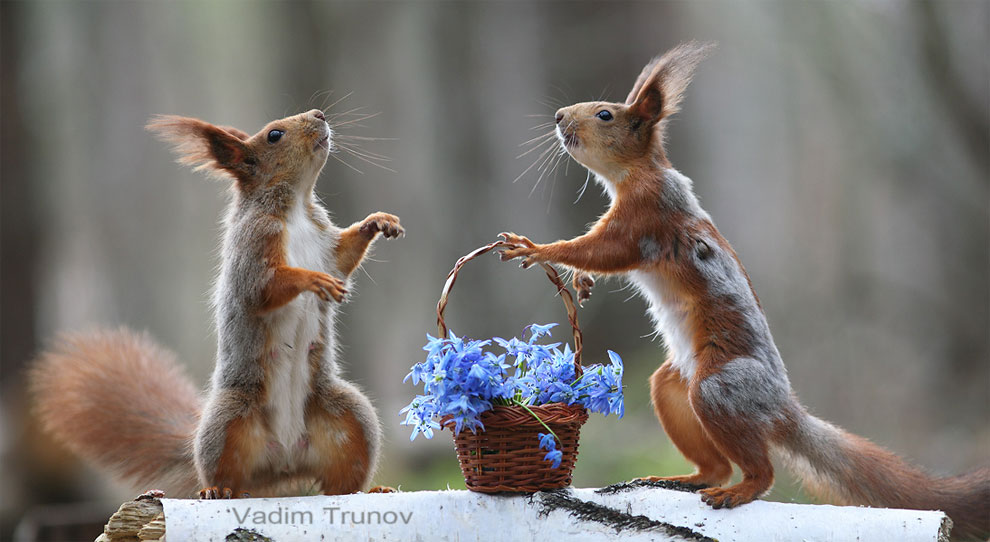 These Photos of Squirrels Playing Will Totally Make Your Day » Design ...