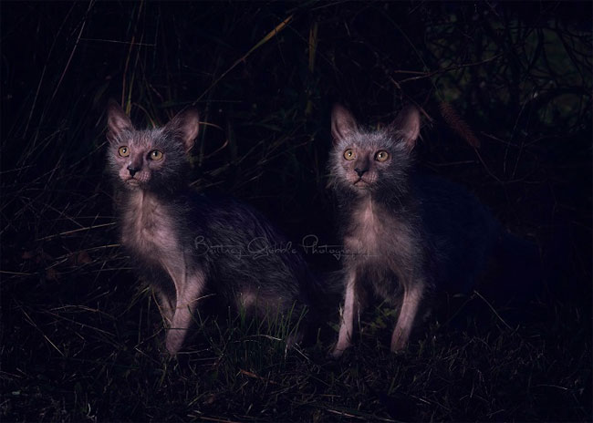 Meet the Lykoi: An Odd New Breed of “Werewolf” Cats » Design You Trust ...