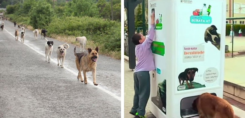 This Ingenious Vending Machine Feeds Homeless Animals » Design You ...