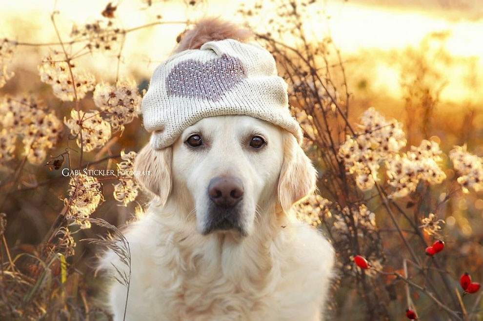 Beautiful Photos Of Mali The Dog Enjoying Christmas Time » Design You ...