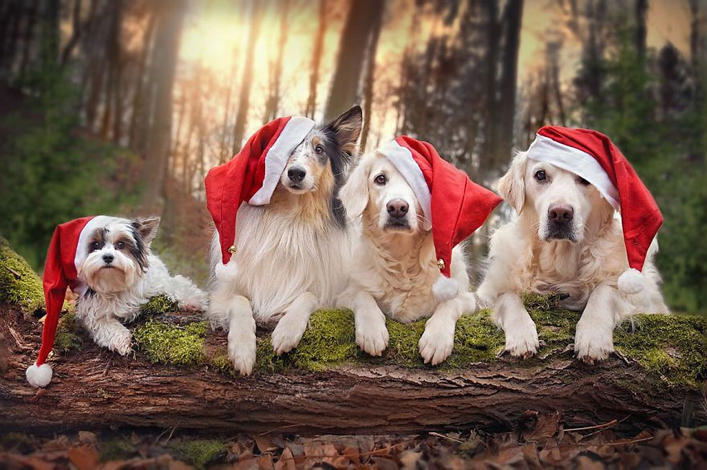 Beautiful Photos Of Mali The Dog Enjoying Christmas Time » Design You ...