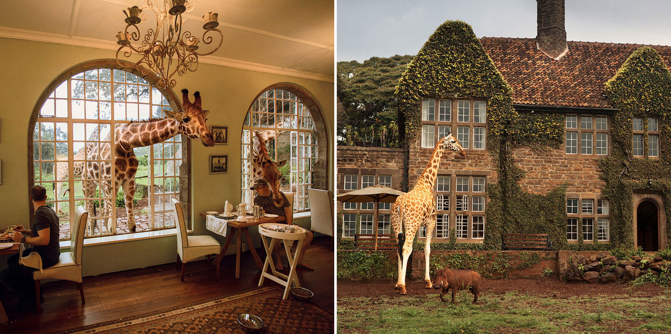 Dining With Giraffes » Design You Trust — Design Daily Since 2007